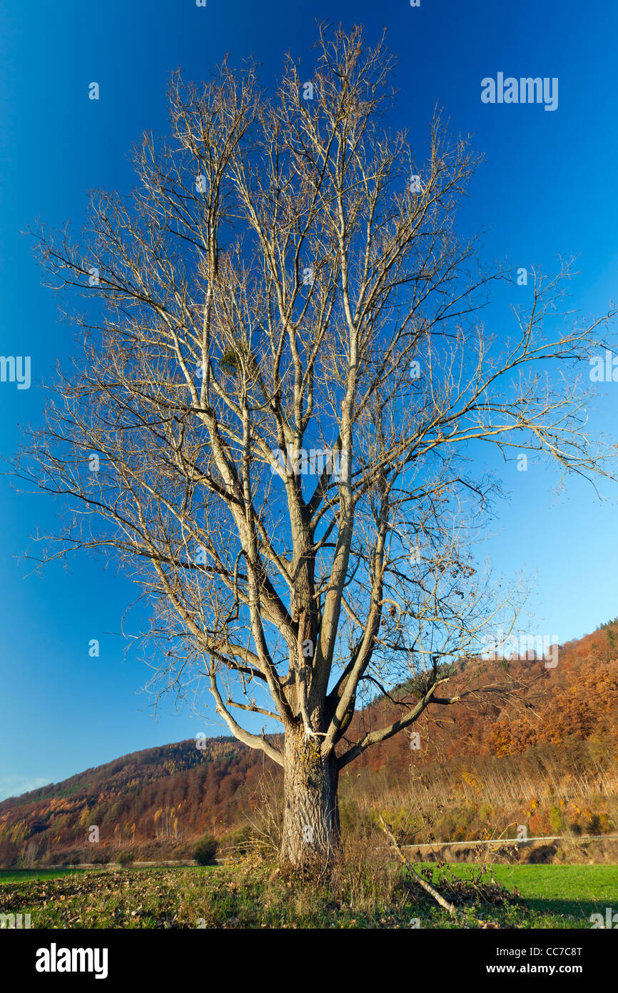 Common Poplar (Populus sp), in Autumn Without Leaves, Hessen, Germany ...