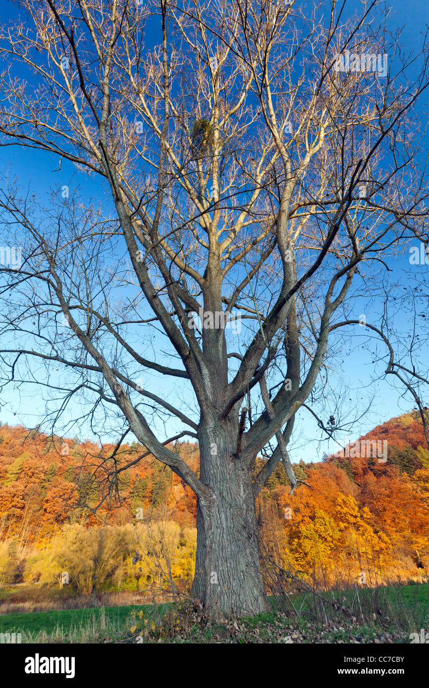 Populus Sp High Resolution Stock Photography and Images - Alamy