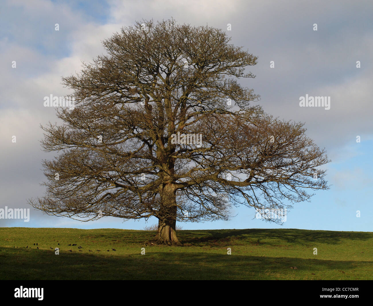 Silhouette sycamore tree hi-res stock photography and images - Alamy