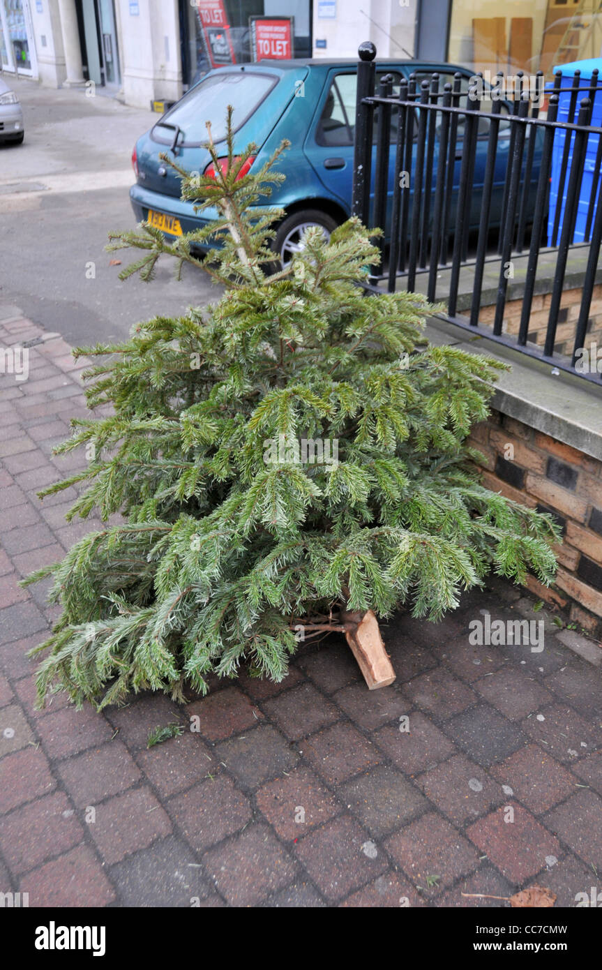 Discarded Christmas tree on the pavement Stock Photo - Alamy