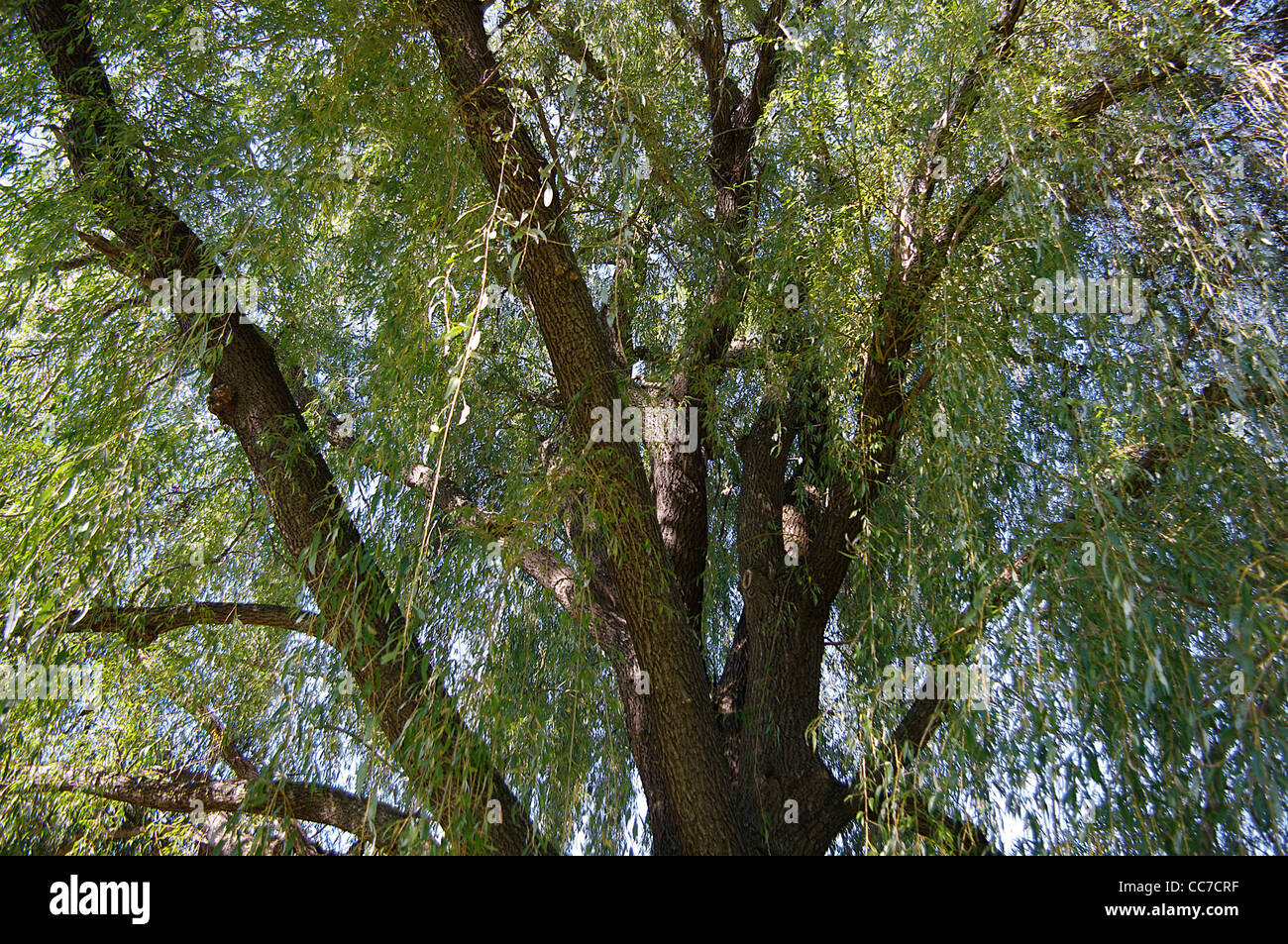 Weeping willow tree hi-res stock photography and images - Alamy