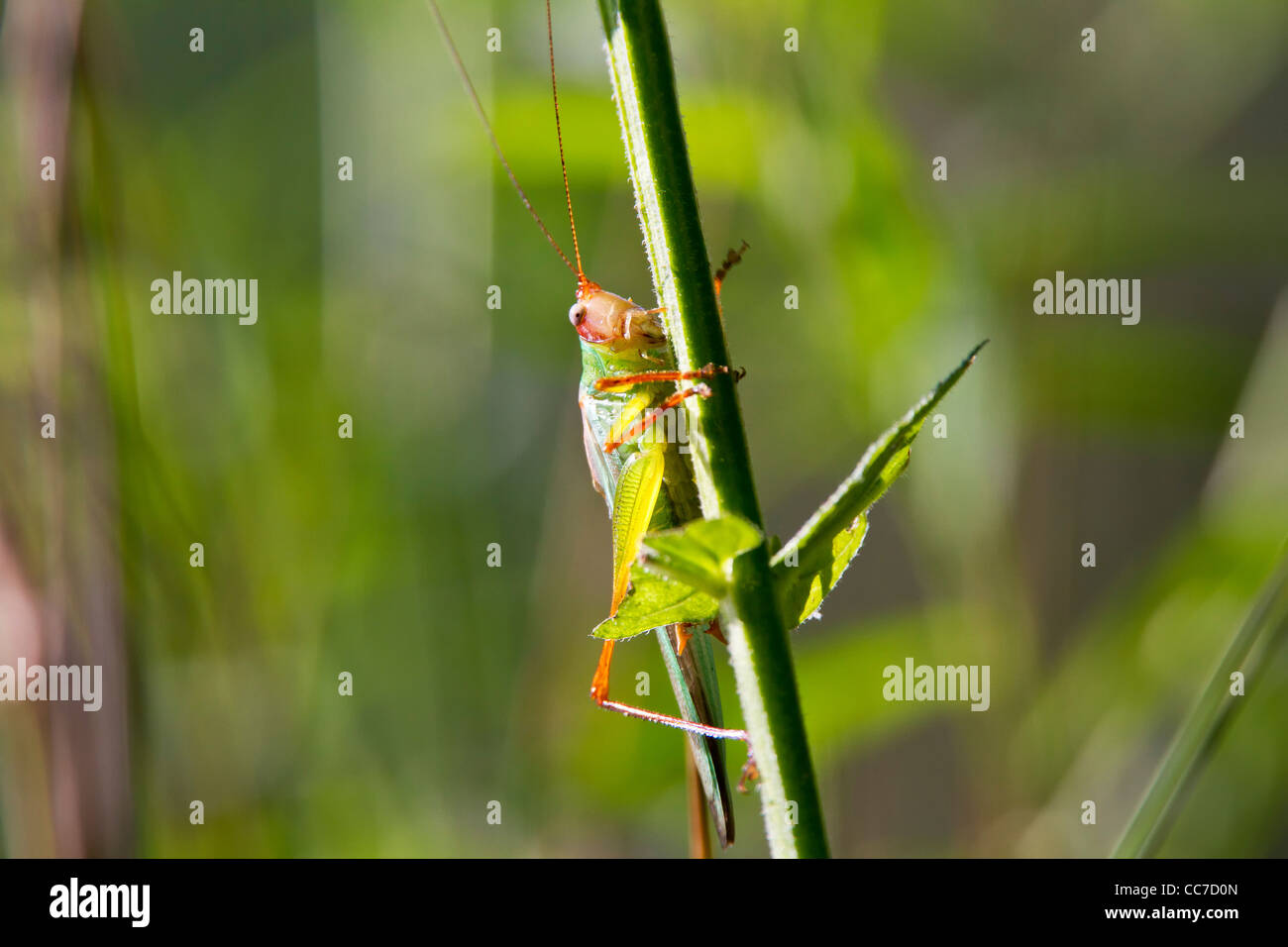 Agile creature hi-res stock photography and images - Alamy
