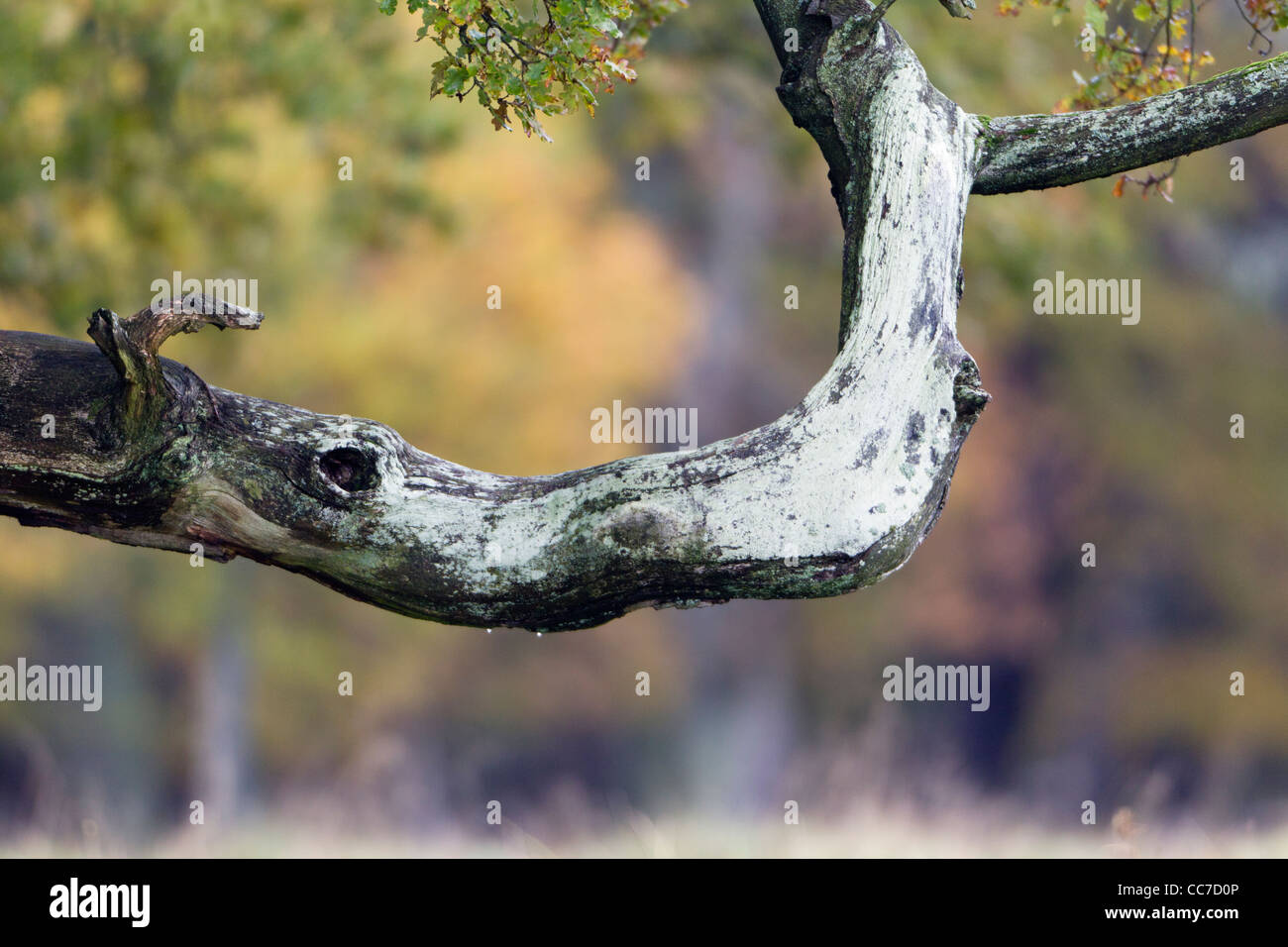 Oak tree quercus robur branch hi-res stock photography and images - Alamy