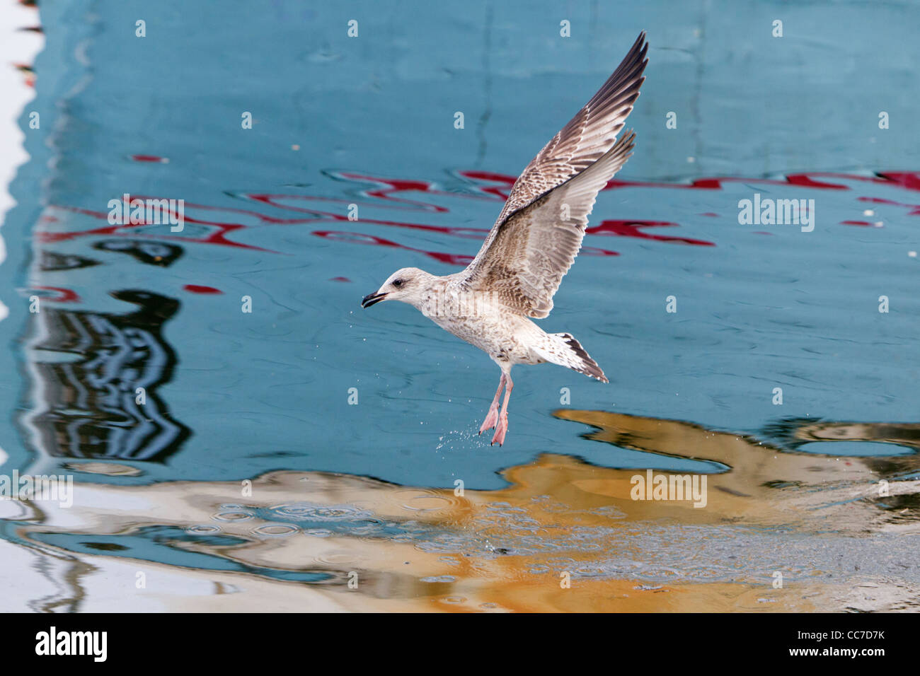 Seagull Flying over Habour Waters and Scavenging Food, Gillelije ...