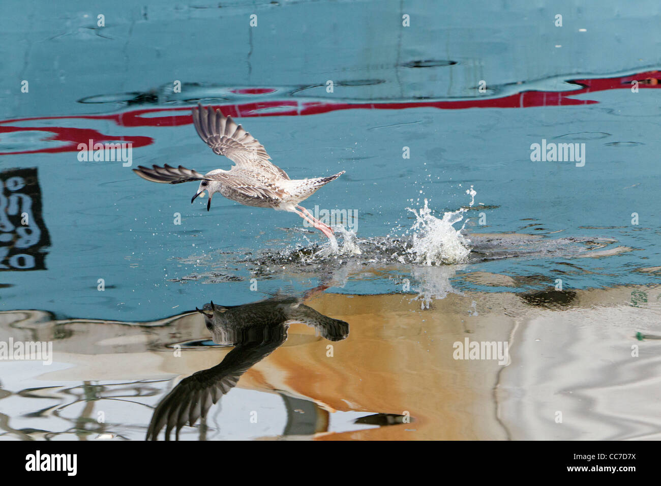 Seagull Flying over Habour Waters and Scavenging Food, Gillelije ...