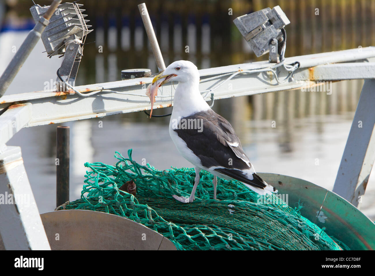 Scavenging fish hi-res stock photography and images - Alamy