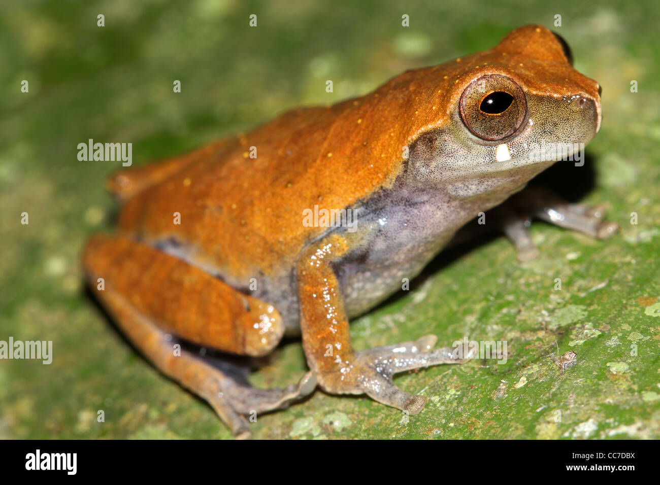 A Koechlin's Treefrog (Dendropsophus koechlini) in the Peruvian Amazon ...