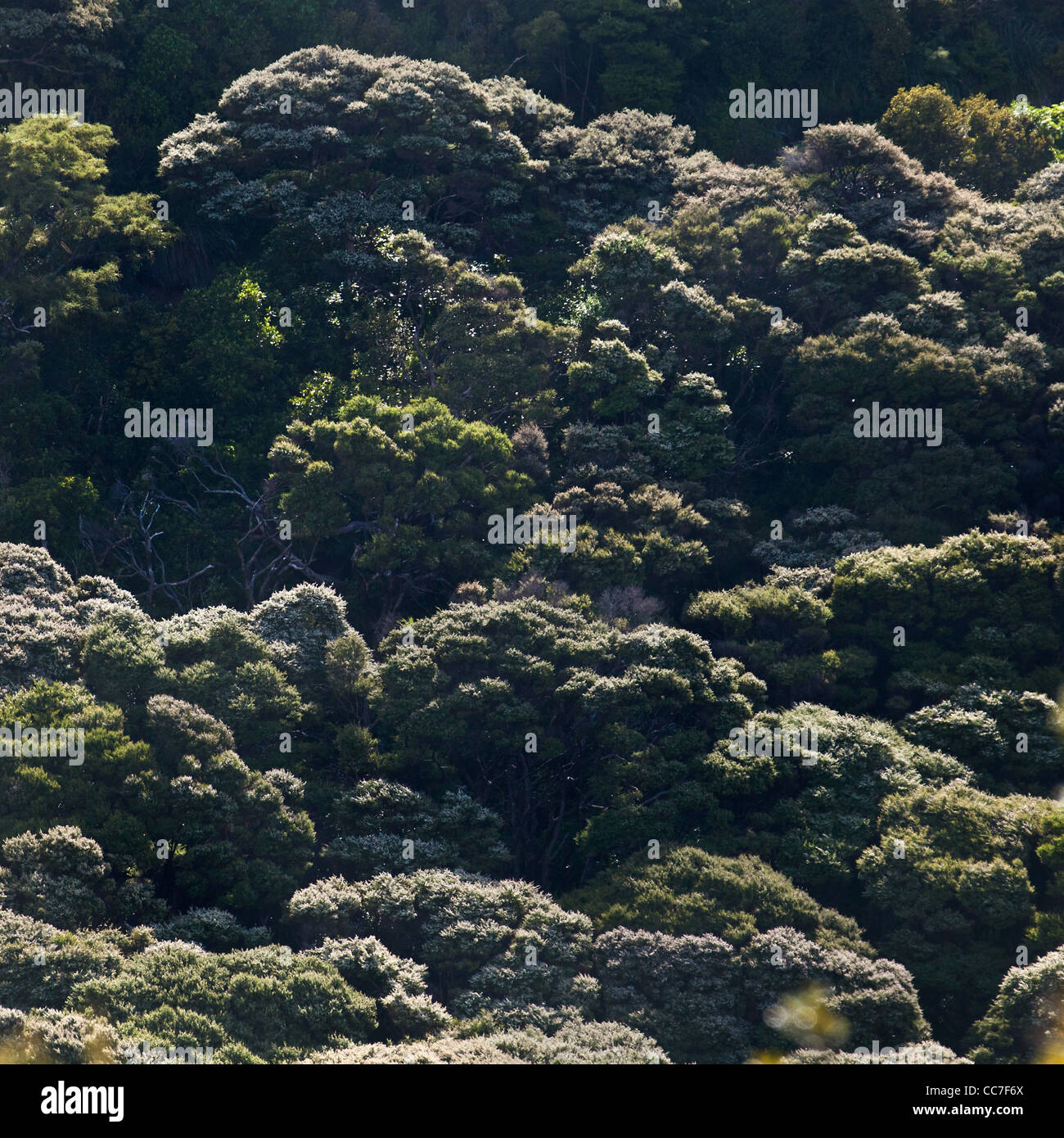 background trees on hill side new zealand waitakere ranges auckland ...