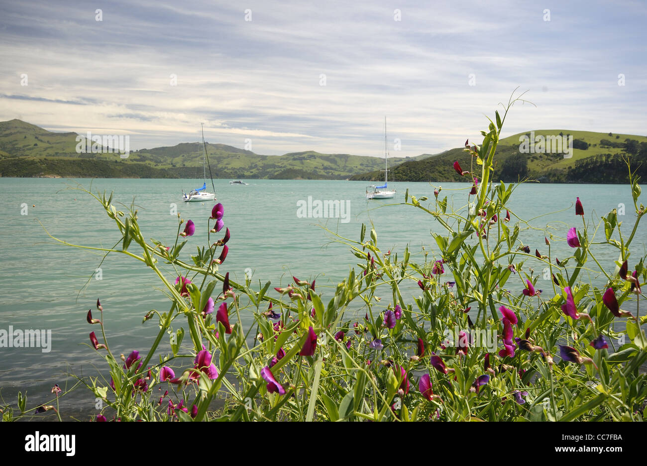 Akaroa Harbour, New Zealand Stock Photo - Alamy