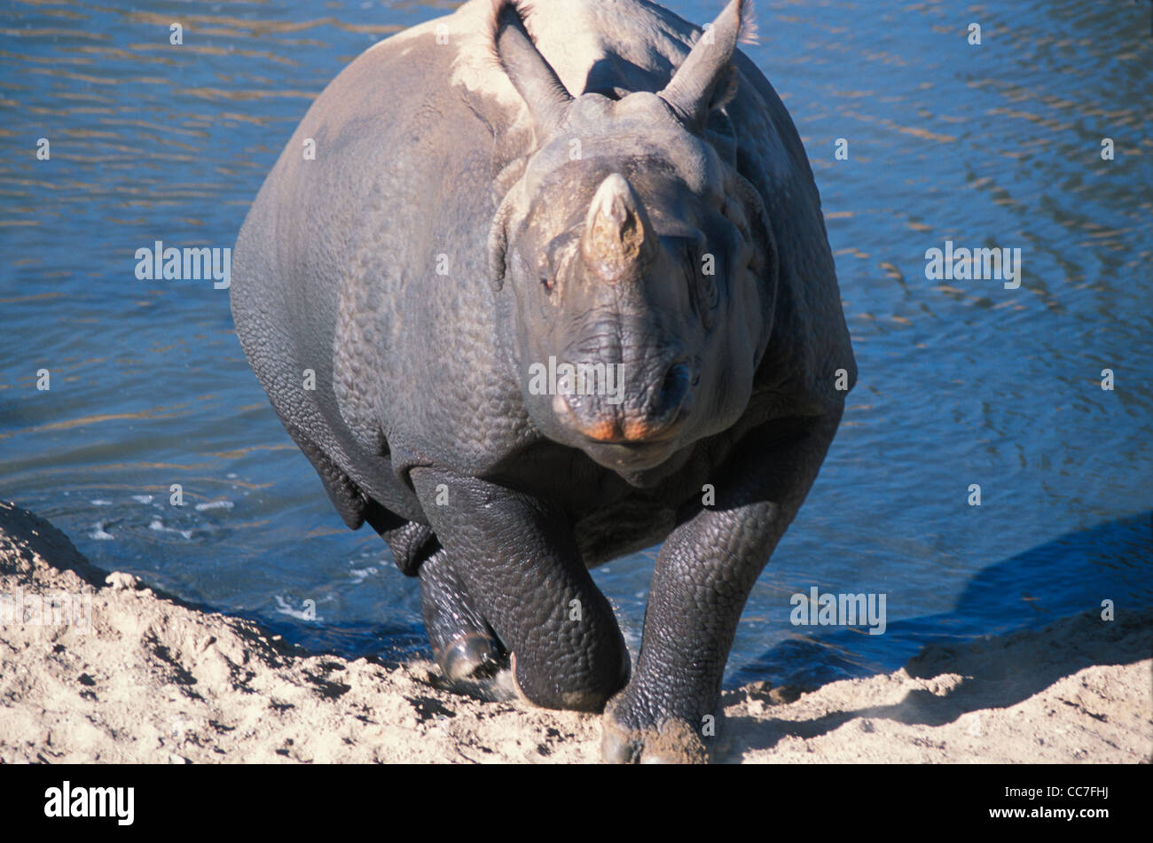 Charging animal hi-res stock photography and images - Alamy