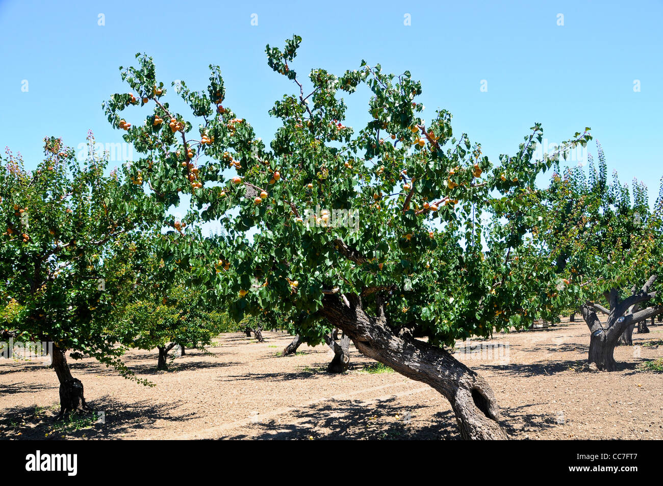 Apricots Growing on Trees in Orchard Stock Photo - Alamy