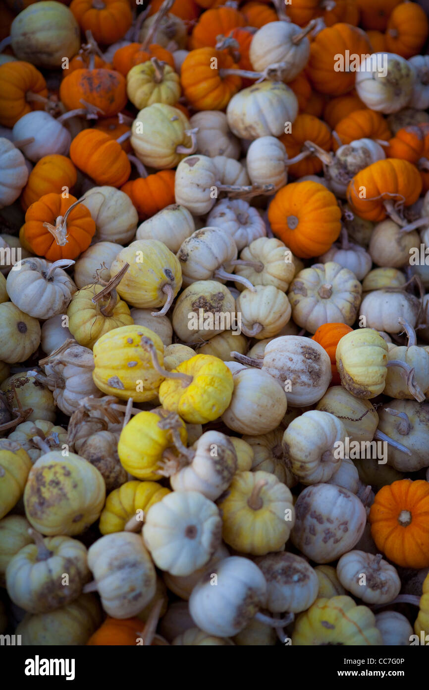 Pile of multi-colored pumpkins Stock Photo - Alamy