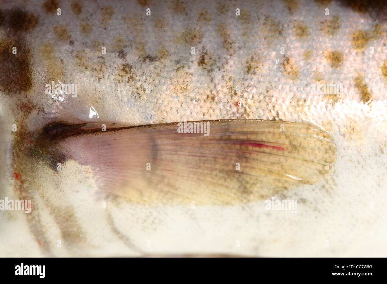 cod fish background nature texture Stock Photo - Alamy