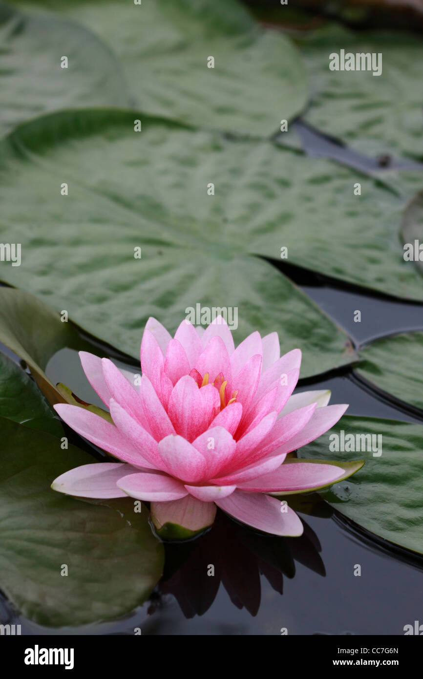 water lily, lotus Stock Photo - Alamy