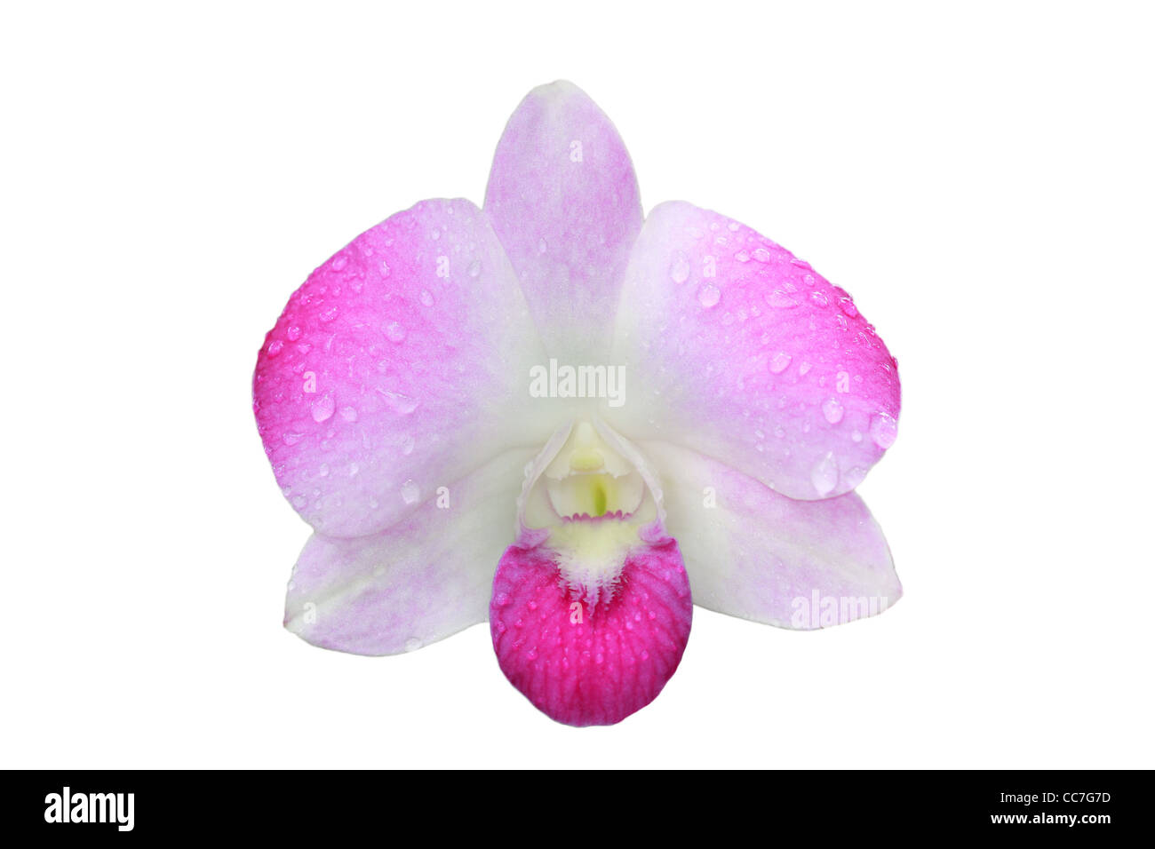 single isolated orchid Stock Photo - Alamy