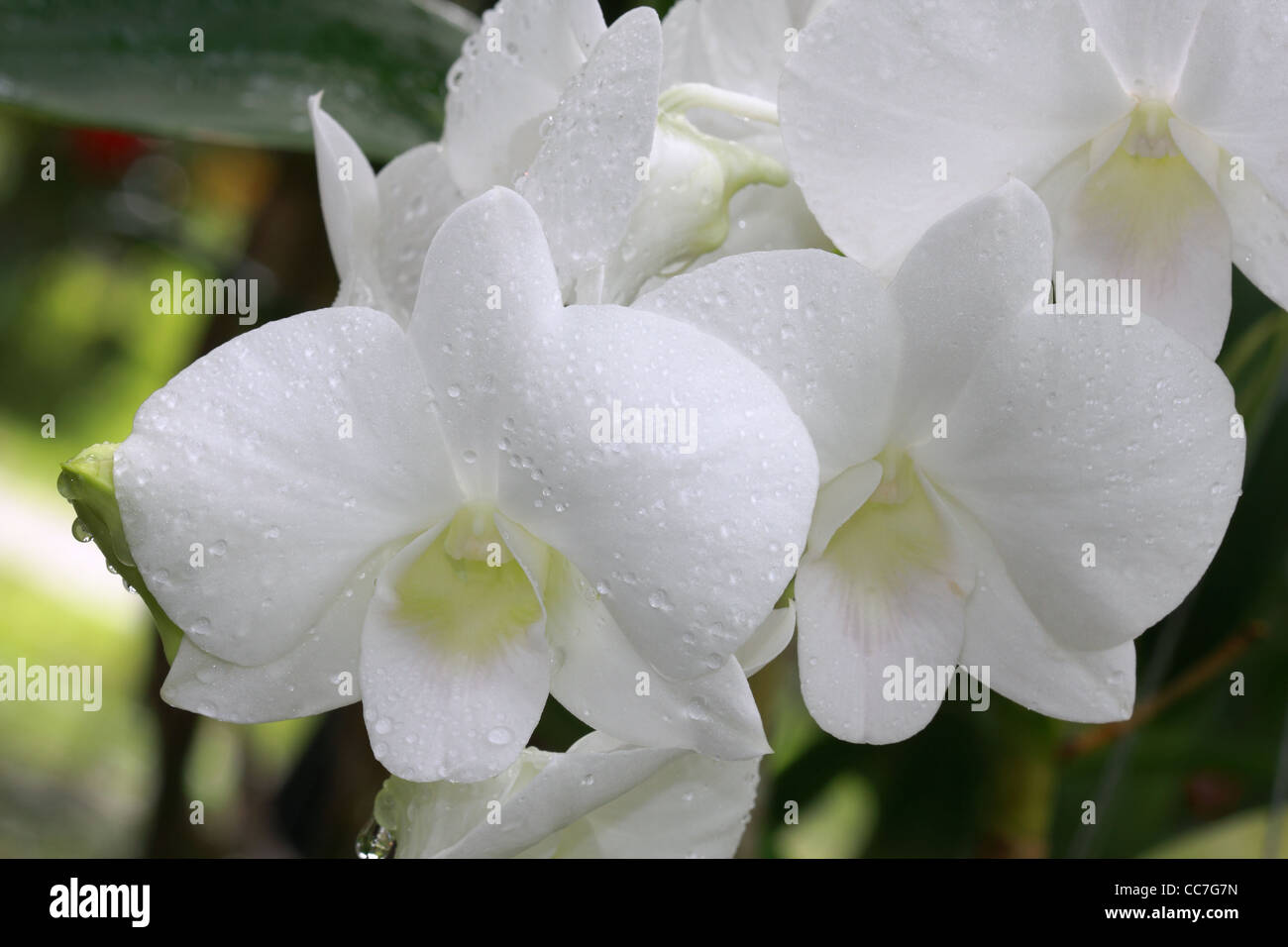 a group of white orchids Stock Photo - Alamy