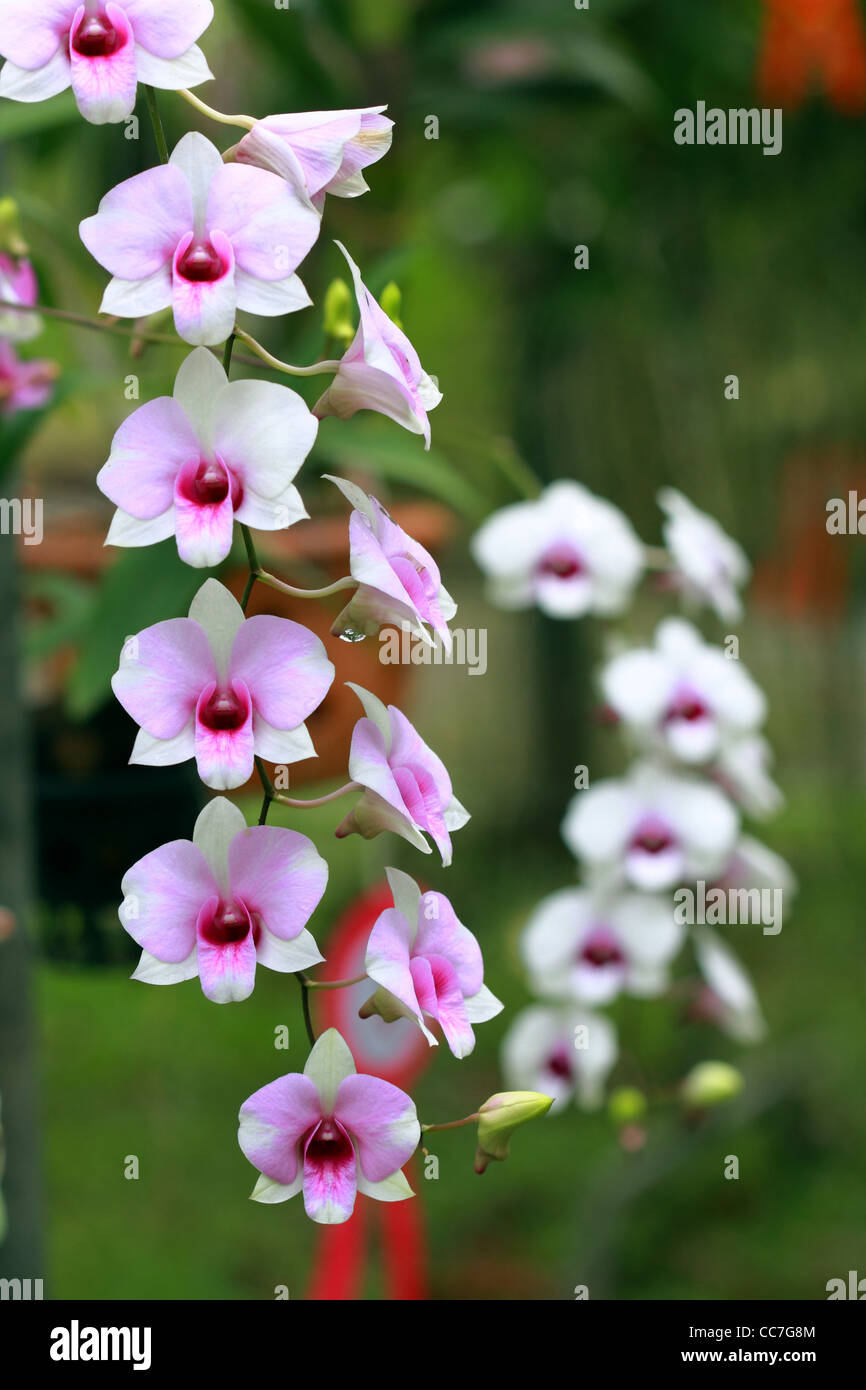 a group of colorful orchids Stock Photo - Alamy