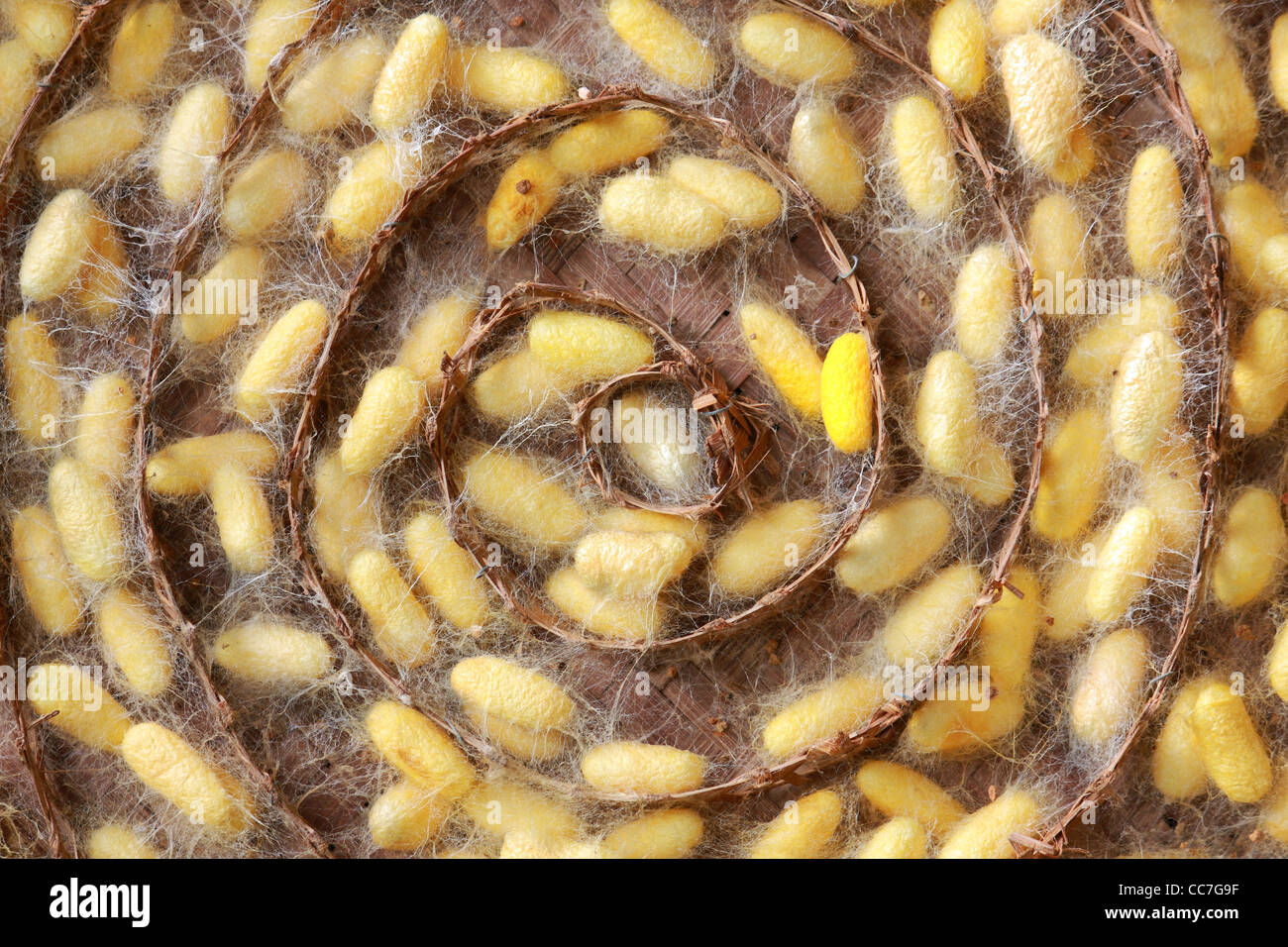 Silkworm worms hi-res stock photography and images - Alamy