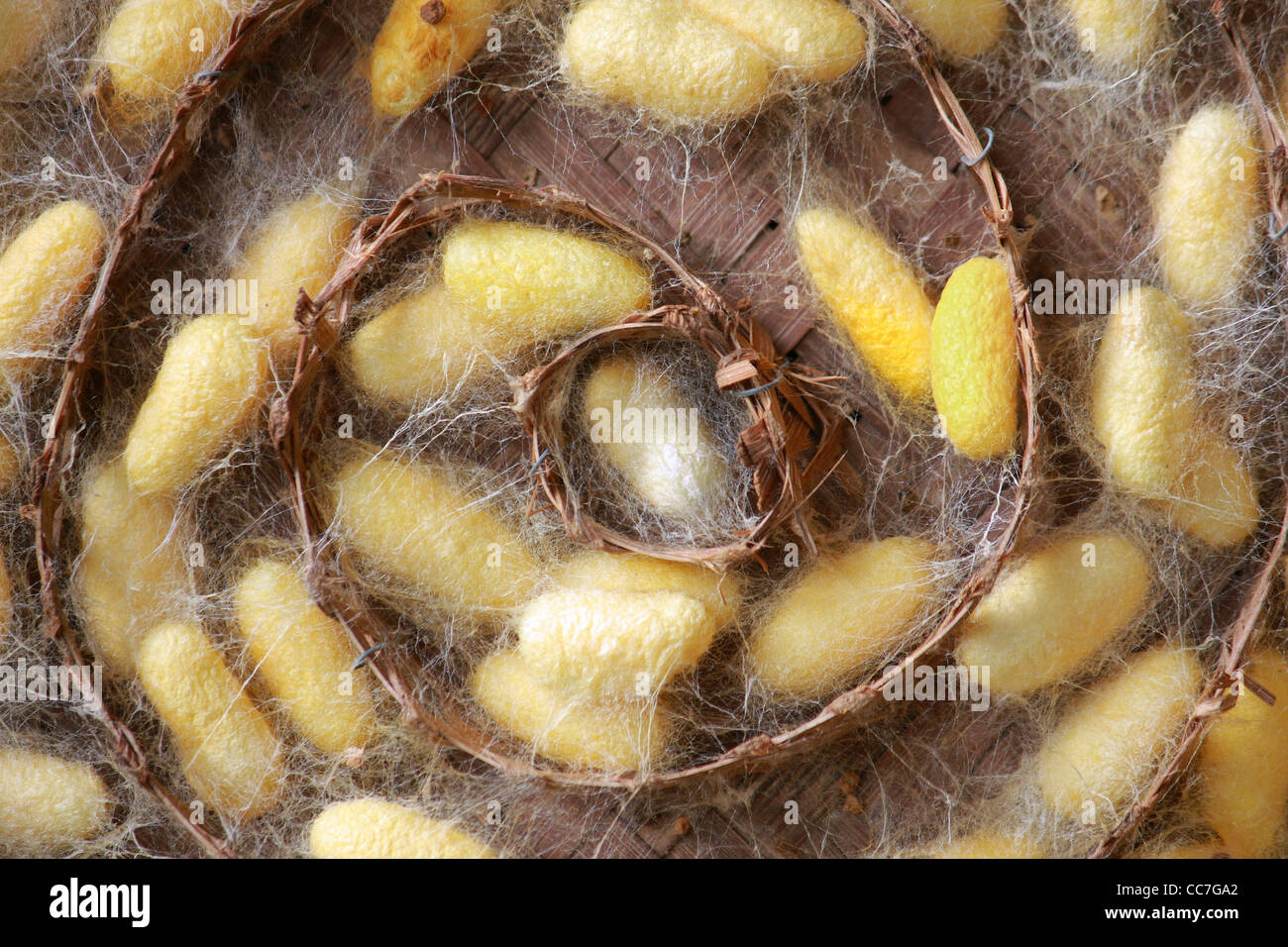 Silkworm worms hi-res stock photography and images - Alamy