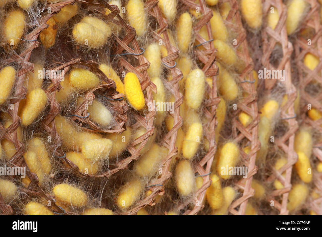 Silk worms hi-res stock photography and images - Alamy