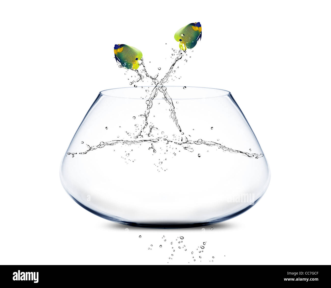 angelfish jumping and doing Acrobatic show Stock Photo - Alamy