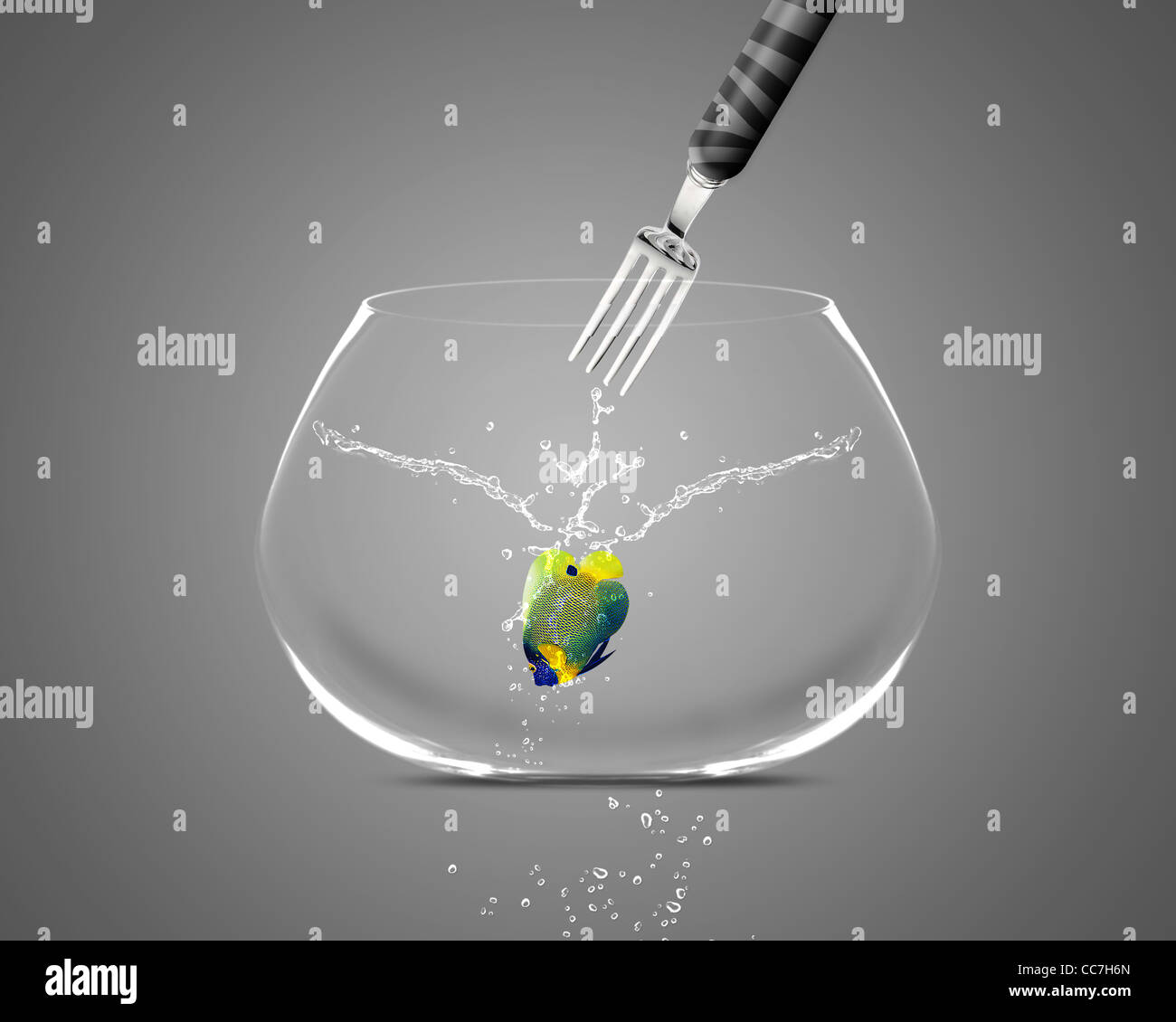 Fork catch angelfish in fishbowl , angelfish jumping and diving in ...