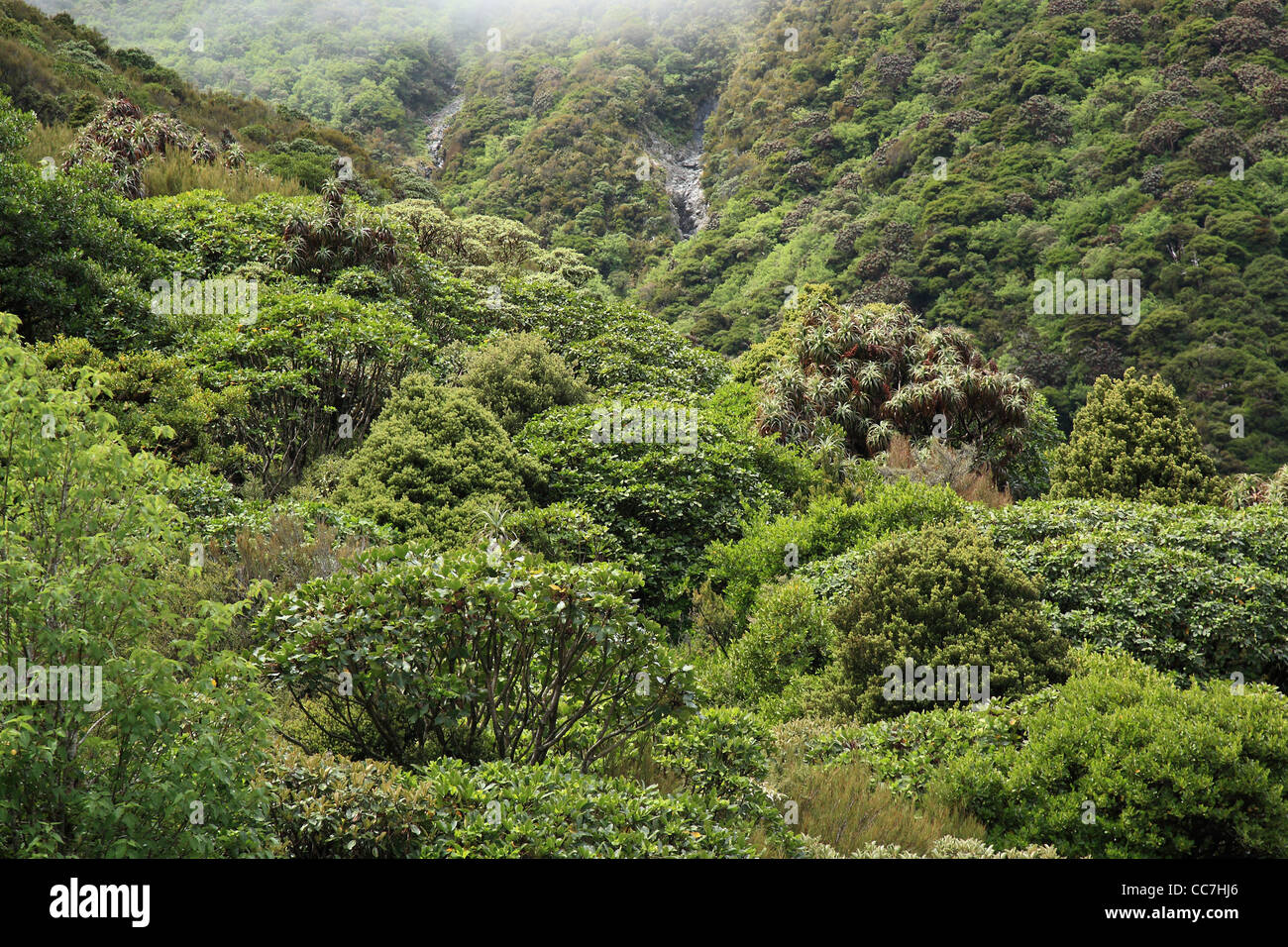 Nothofagus Beach Forest and Dracophyllum traversii at Arthurs Pass New ...