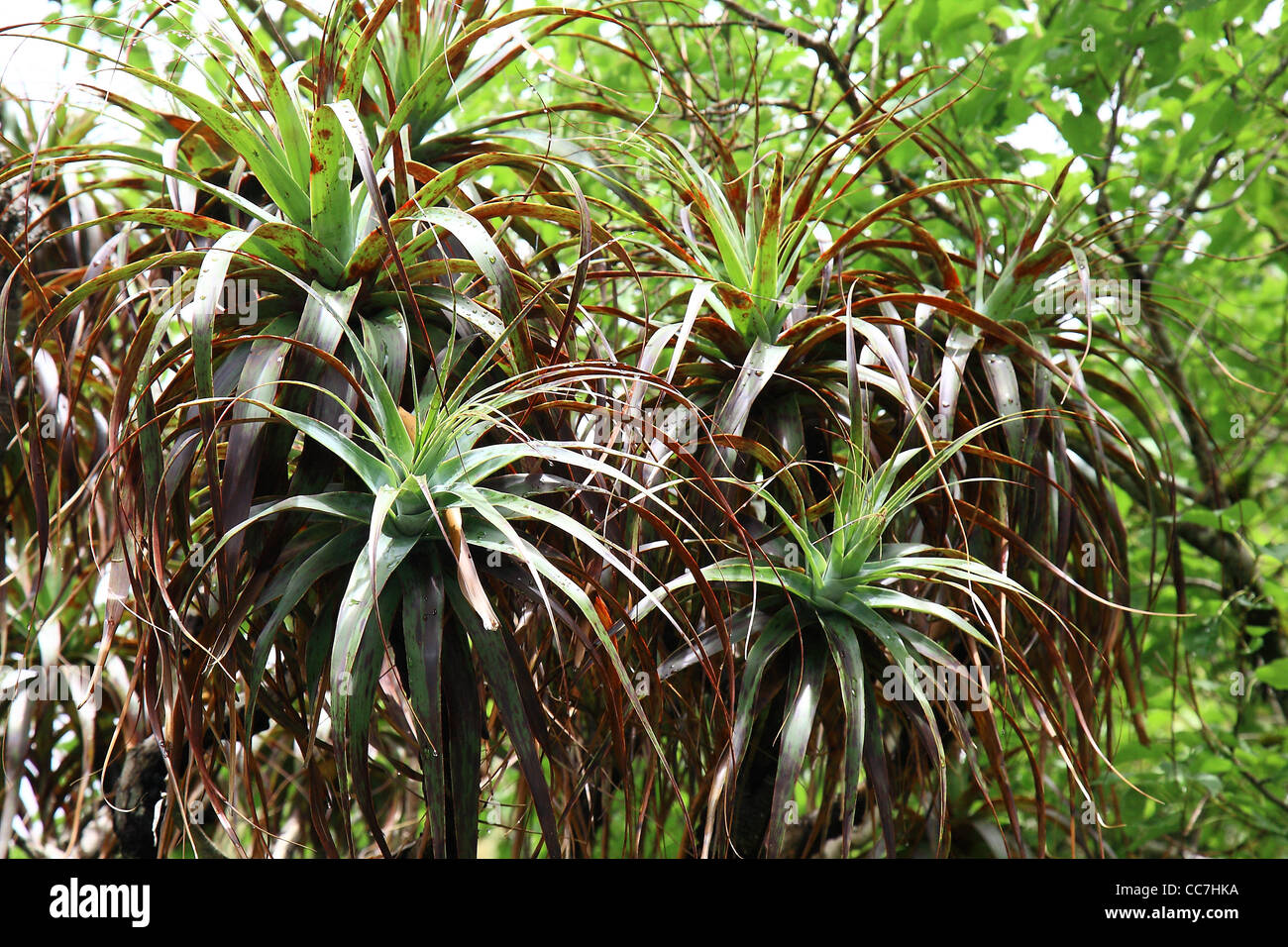 Nothofagus Beach Forest and Dracophyllum traversii at Arthurs Pass New ...