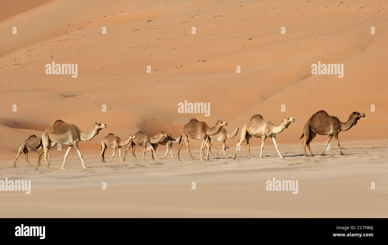 Empty Quarter Camels Stock Photo - Alamy