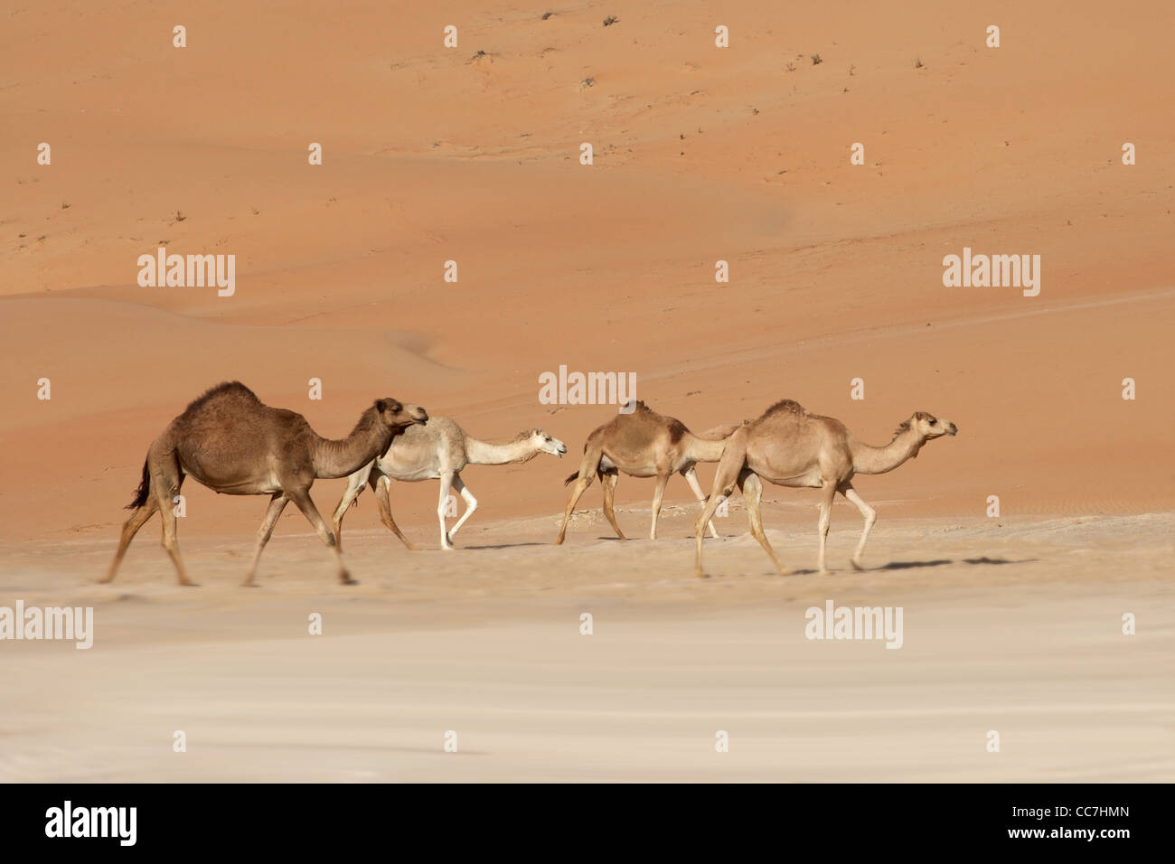 Saudi empty quarter hi-res stock photography and images - Alamy