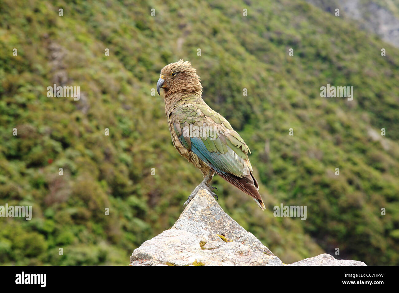 Kea the Mountain Parrot. Native to alpine regions of New Zealand Stock ...