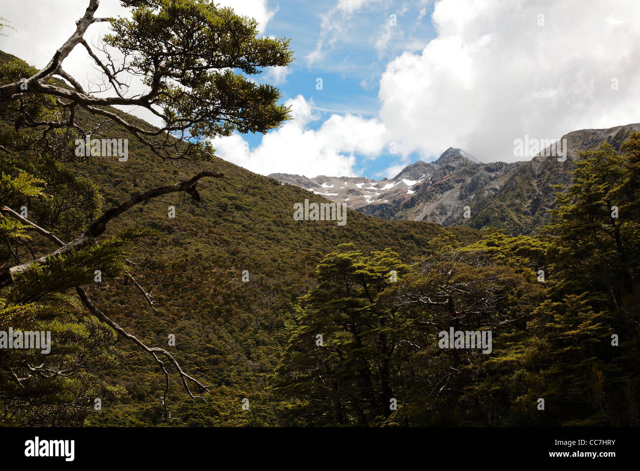 Nothofagus hi-res stock photography and images - Alamy