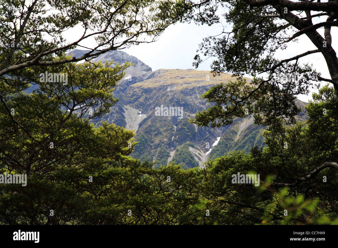 Nothofagus Beach Forest at Arthurs Pass New Zealand Stock Photo - Alamy
