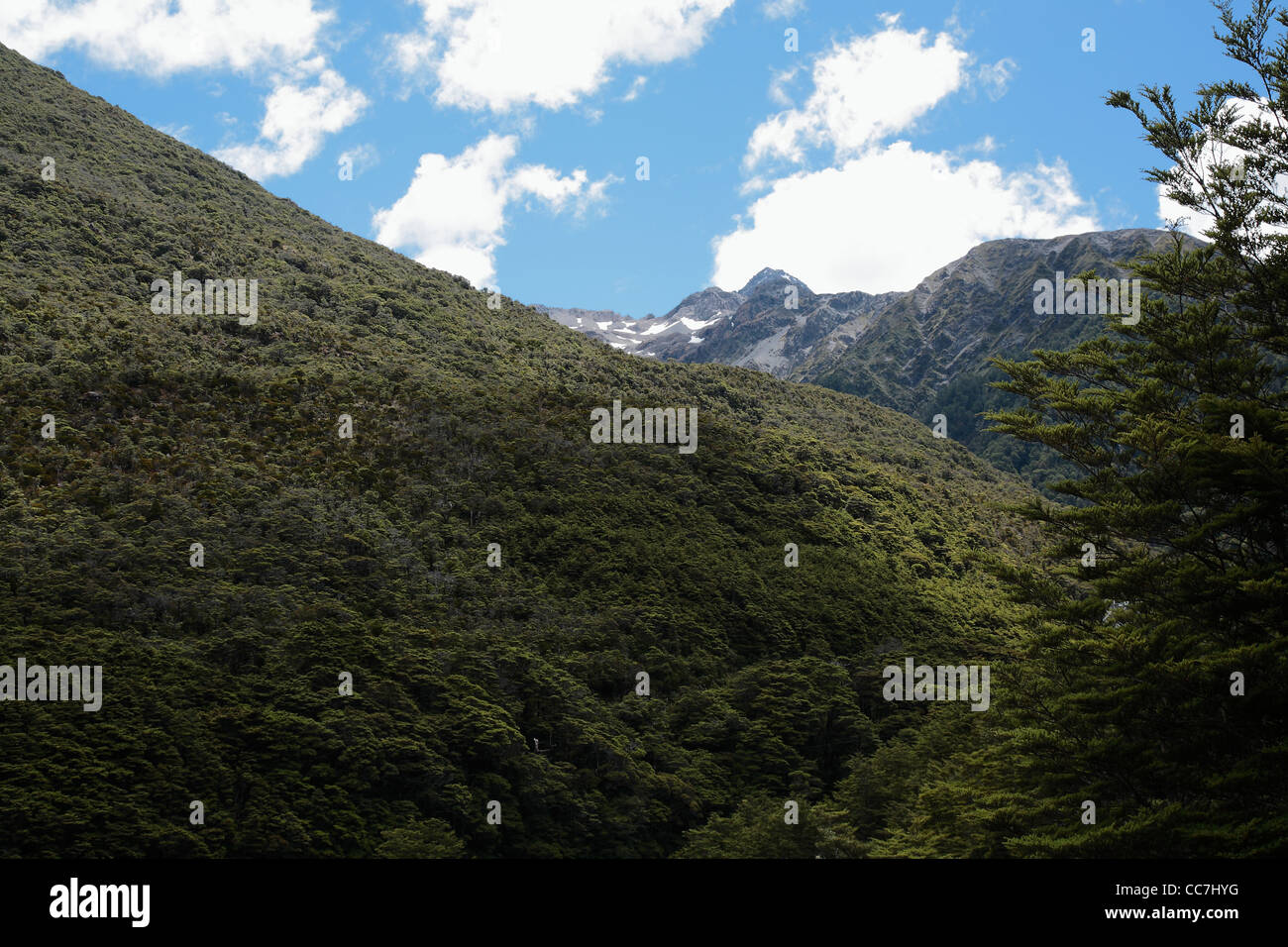 Nothofagus Beach Forest at Arthurs Pass New Zealand Stock Photo - Alamy