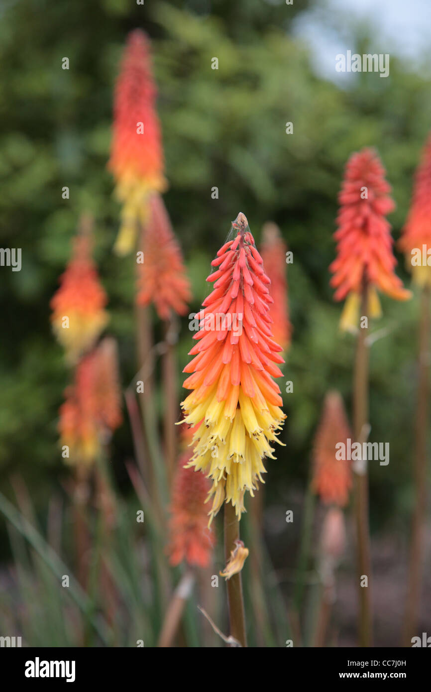 Flowers of the Kniphofia species. Red Hot Poker Stock Photo - Alamy