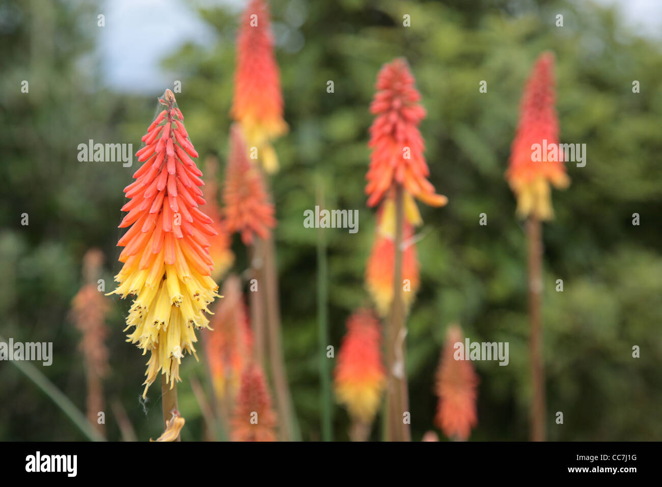 Flowers of the Kniphofia species. Red Hot Poker Stock Photo - Alamy