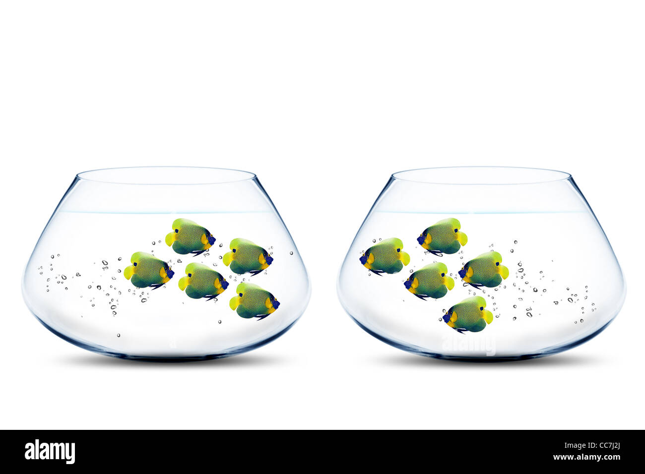 Two fish in aquarium Cut Out Stock Images & Pictures - Alamy