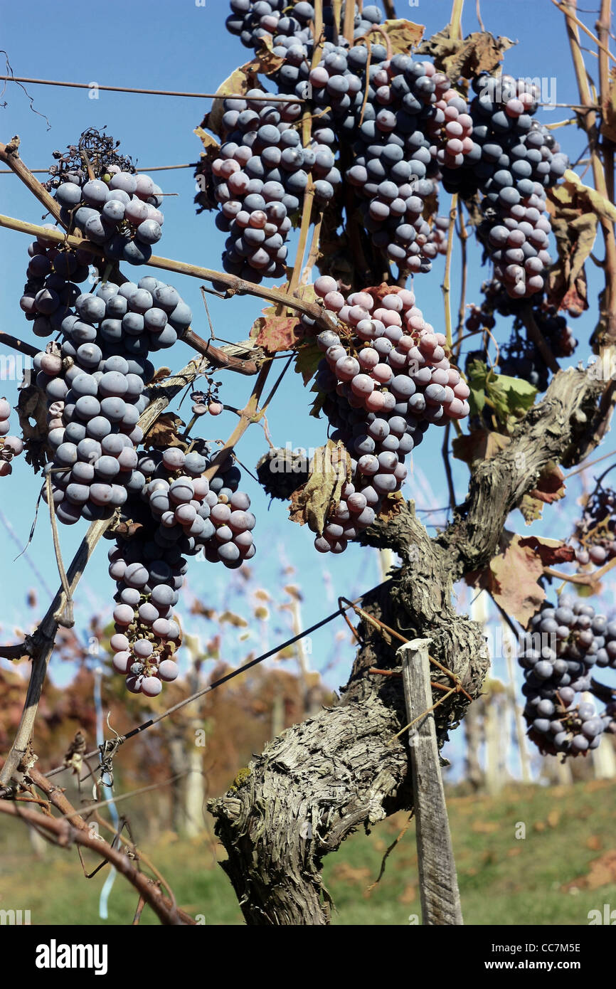 Grapevine in autumn Stock Photo - Alamy