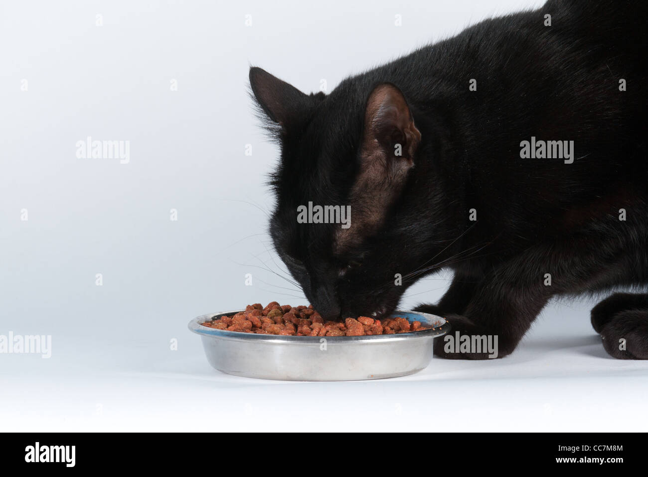 black cat eating Stock Photo - Alamy