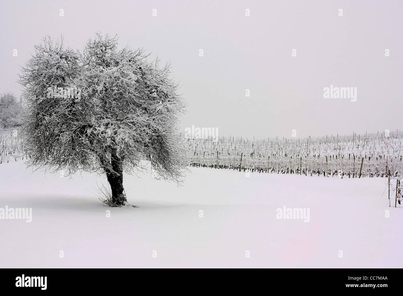 Snow pear tree hi-res stock photography and images - Alamy