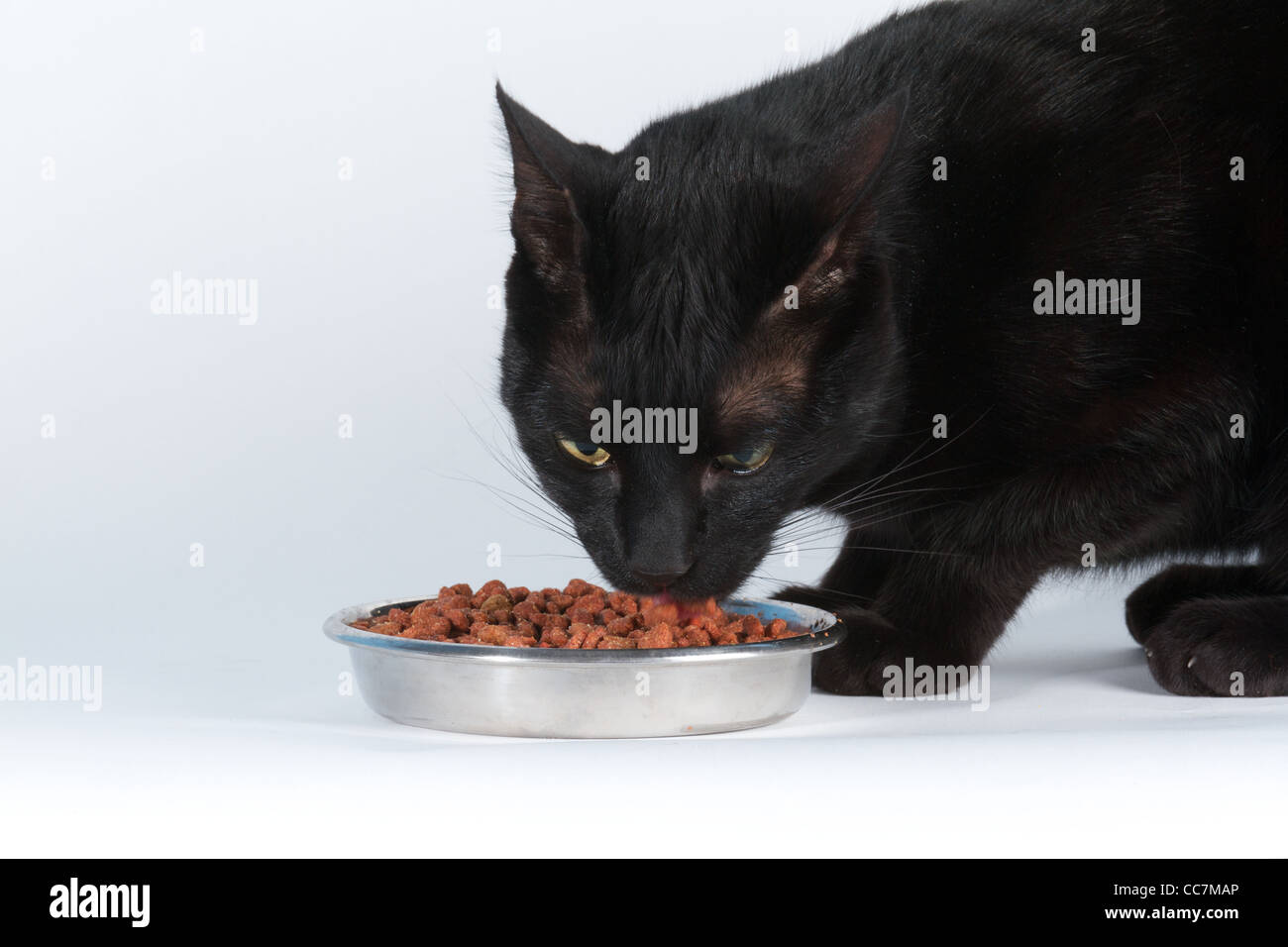 Per cat hi-res stock photography and images - Alamy