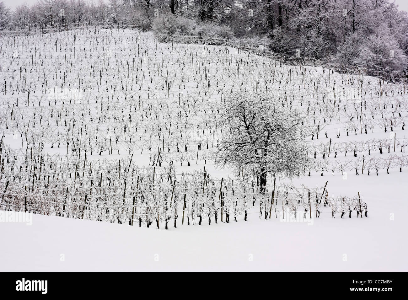 Snowy view of the vineyard Stock Photo - Alamy
