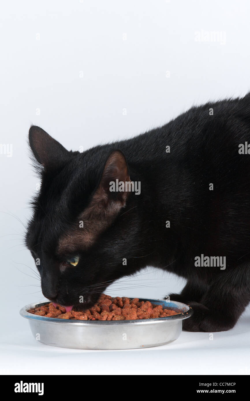 black cat eating Stock Photo - Alamy