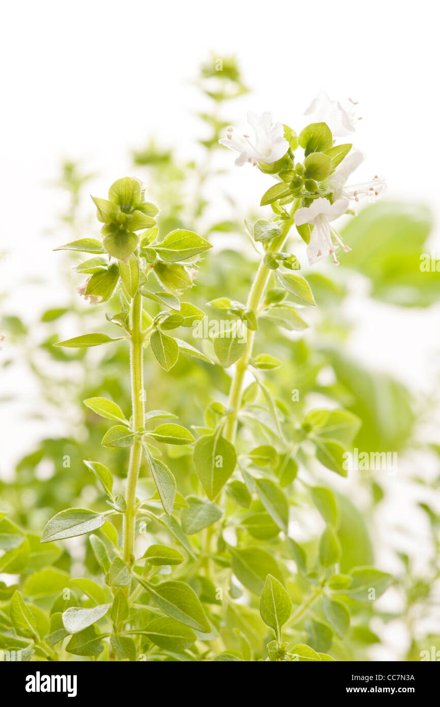 Greek basil hi-res stock photography and images - Alamy