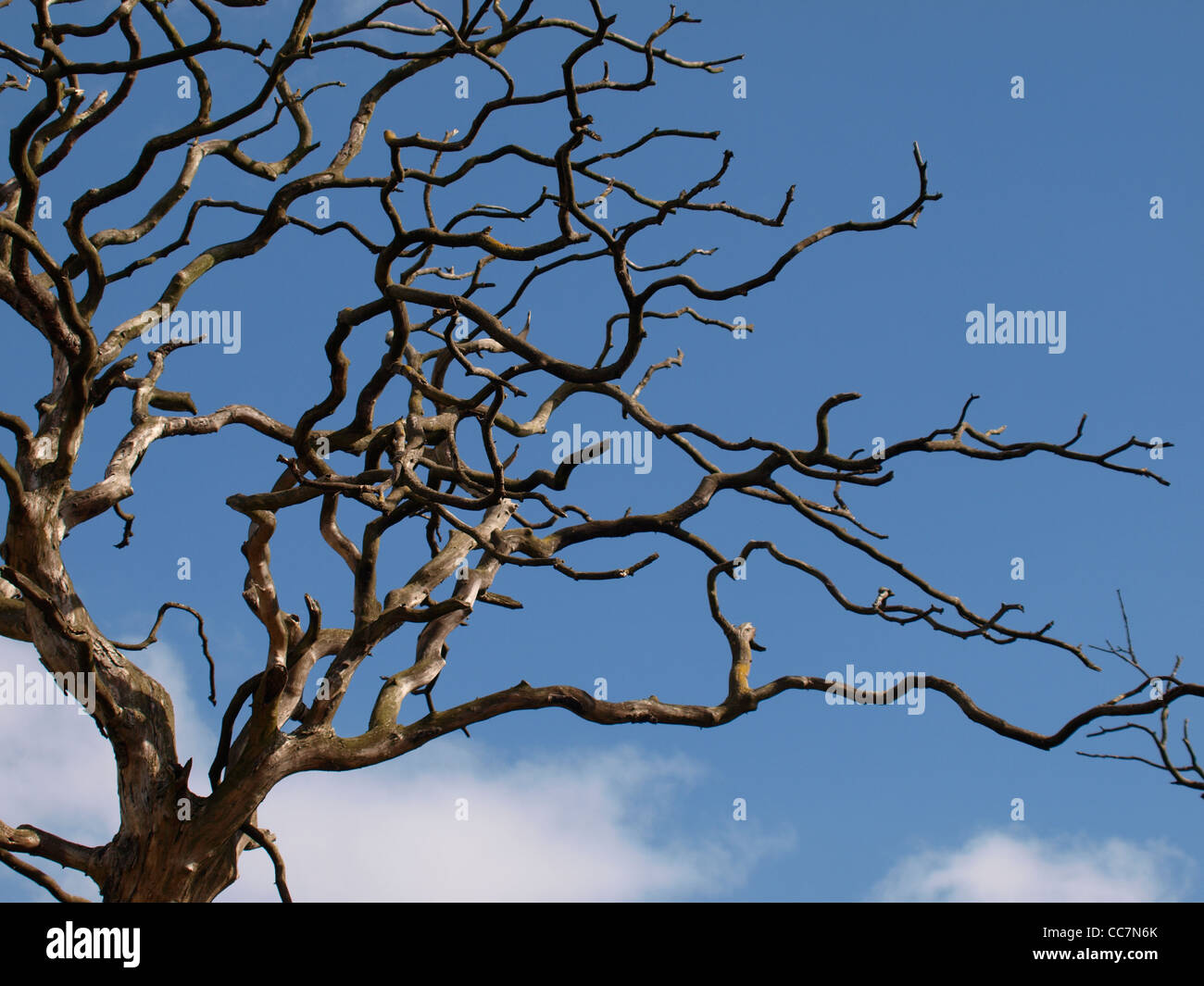 Tree with twisty branches hi-res stock photography and images - Alamy