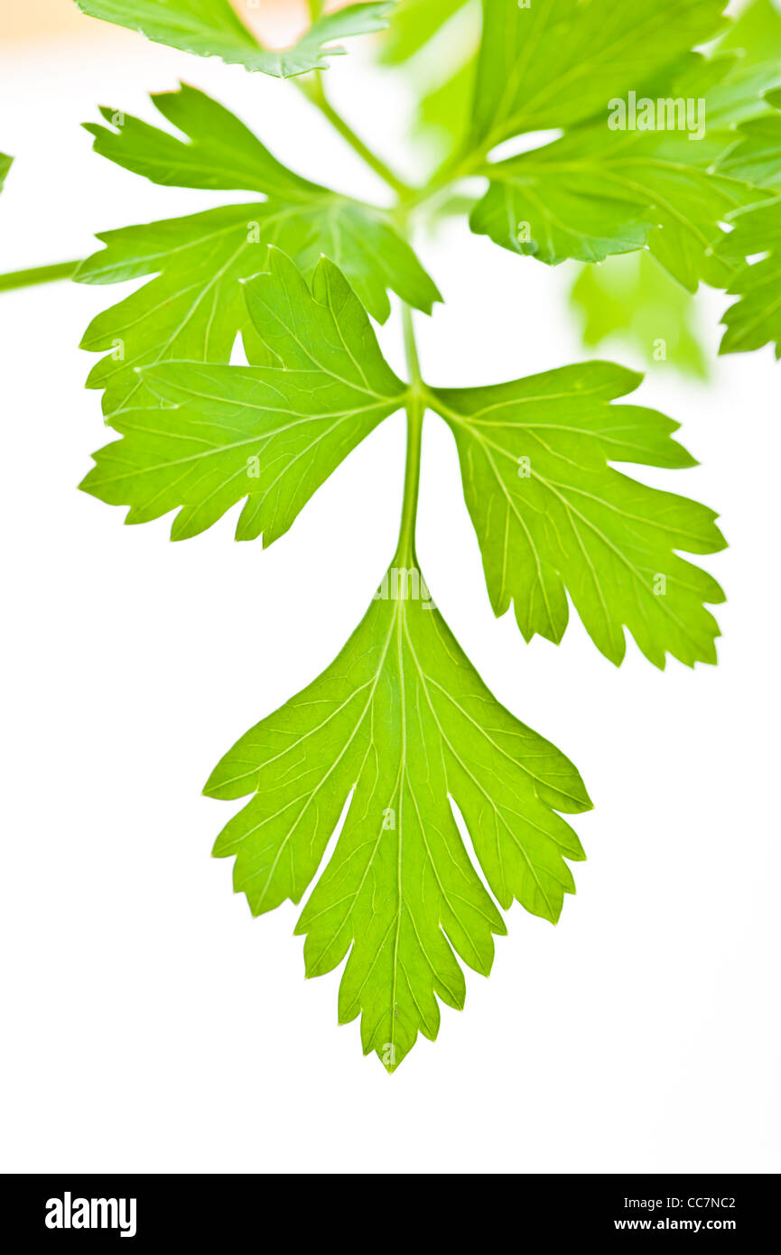 Leaves parsley hi-res stock photography and images - Alamy