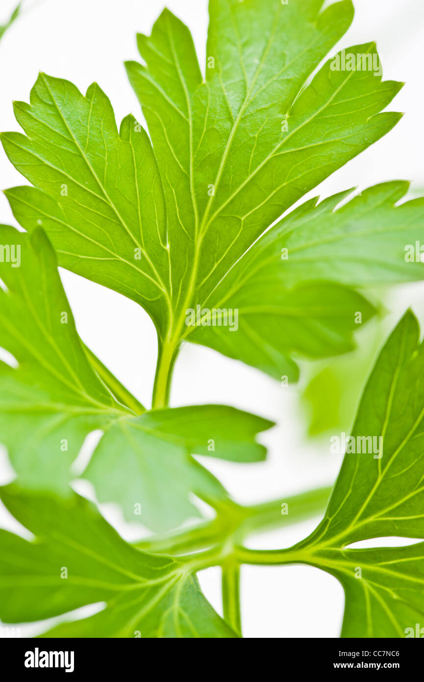 Close up fresh parsley hi-res stock photography and images - Alamy