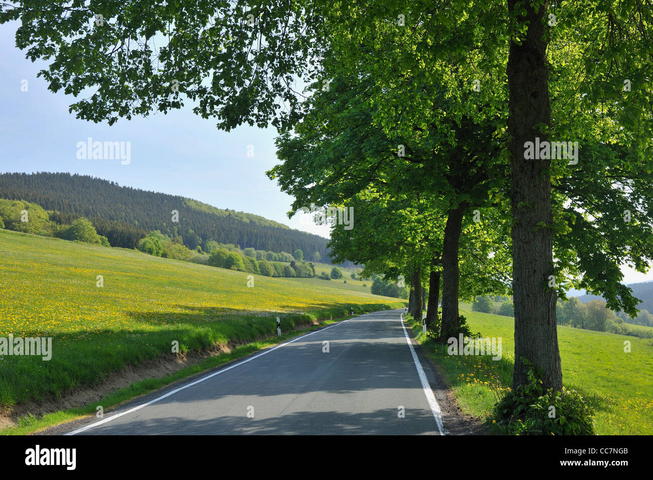 Tree lined scenic highway hi-res stock photography and images - Alamy