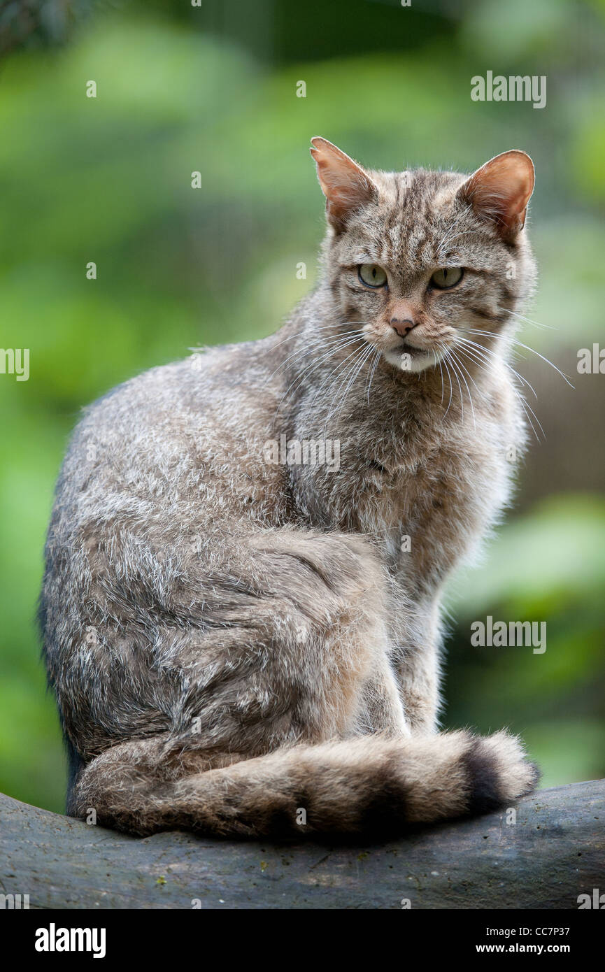 Felis sitting silvestris hi-res stock photography and images - Alamy