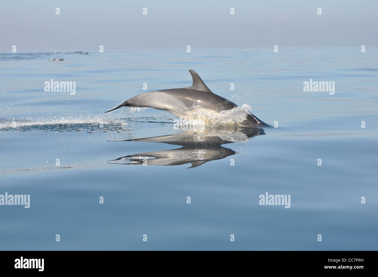 Common dolphin playing in the sunshine Stock Photo - Alamy